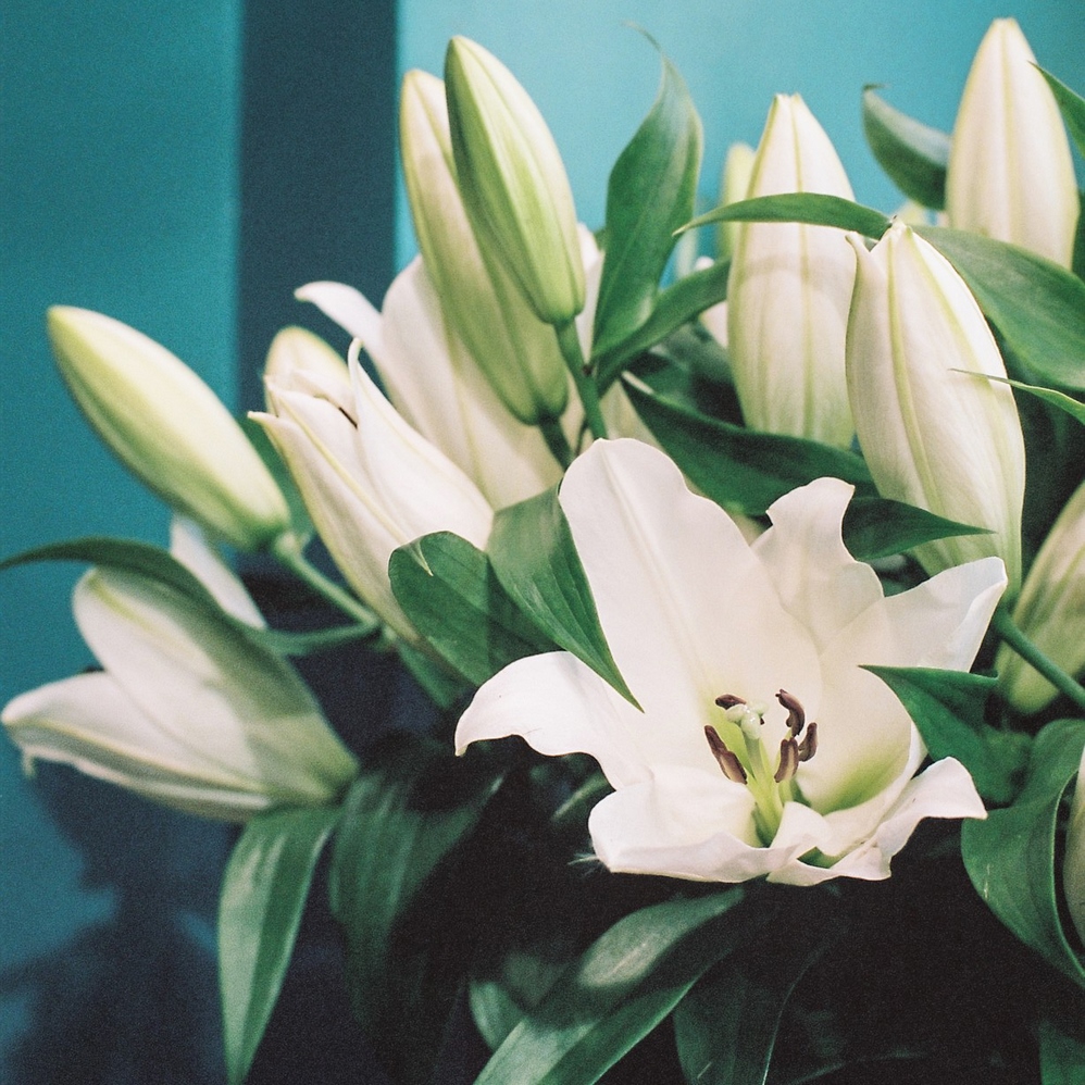 Le lys : symbolique et signification | Sessile