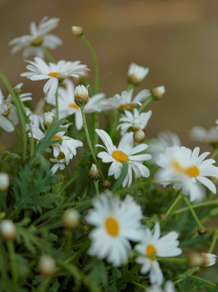 Fleurs blanches : signification et symbolique | Sessile