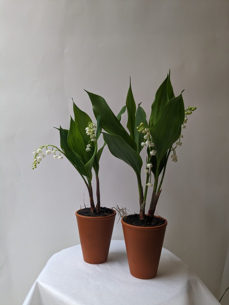 Pot de muguet du Var | Livraison à Marseille | Ziggy