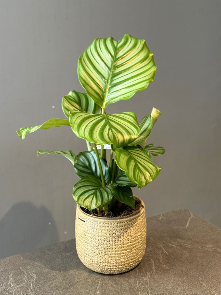 Calathea Orbifolia Lasst Blatter Hangen